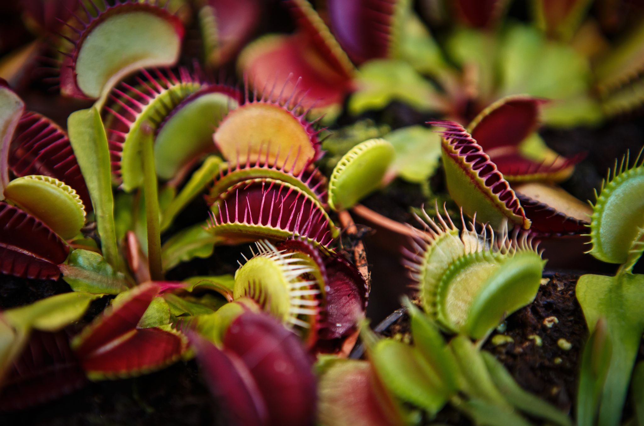 Ready for action, these Venus Flytraps digest insects after catching ...